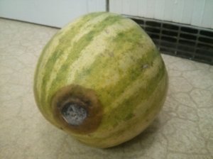 Today we answer the question: The watermelon in my kitchen: Death Star ...